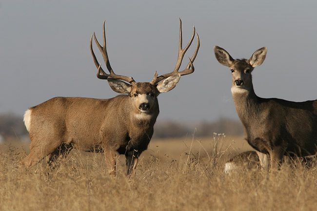 Two Huge Mule Deer Racks found near Spences Bridge