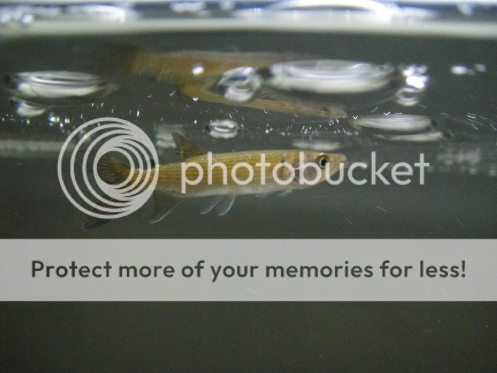 rocket gar | MonsterFishKeepers.com