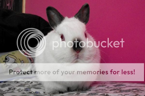 Himi/sable point/REW gene questions | Rabbit Talk - Meat Rabbit ...