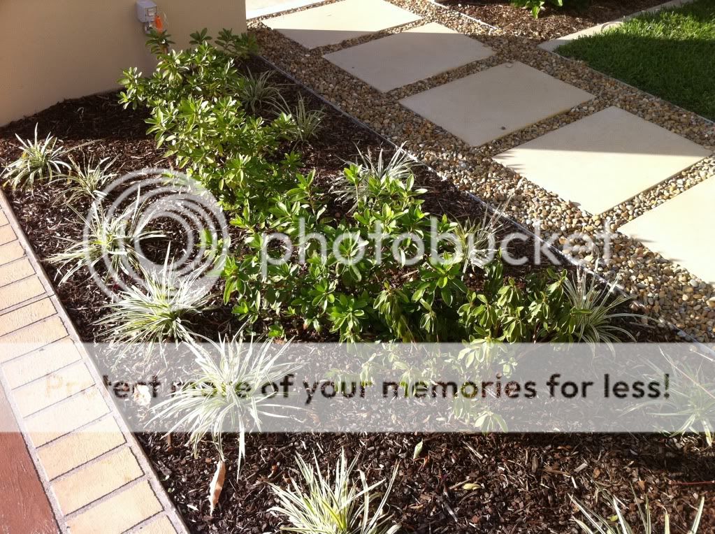 my sick azalea • Home Renovation & Building Forum