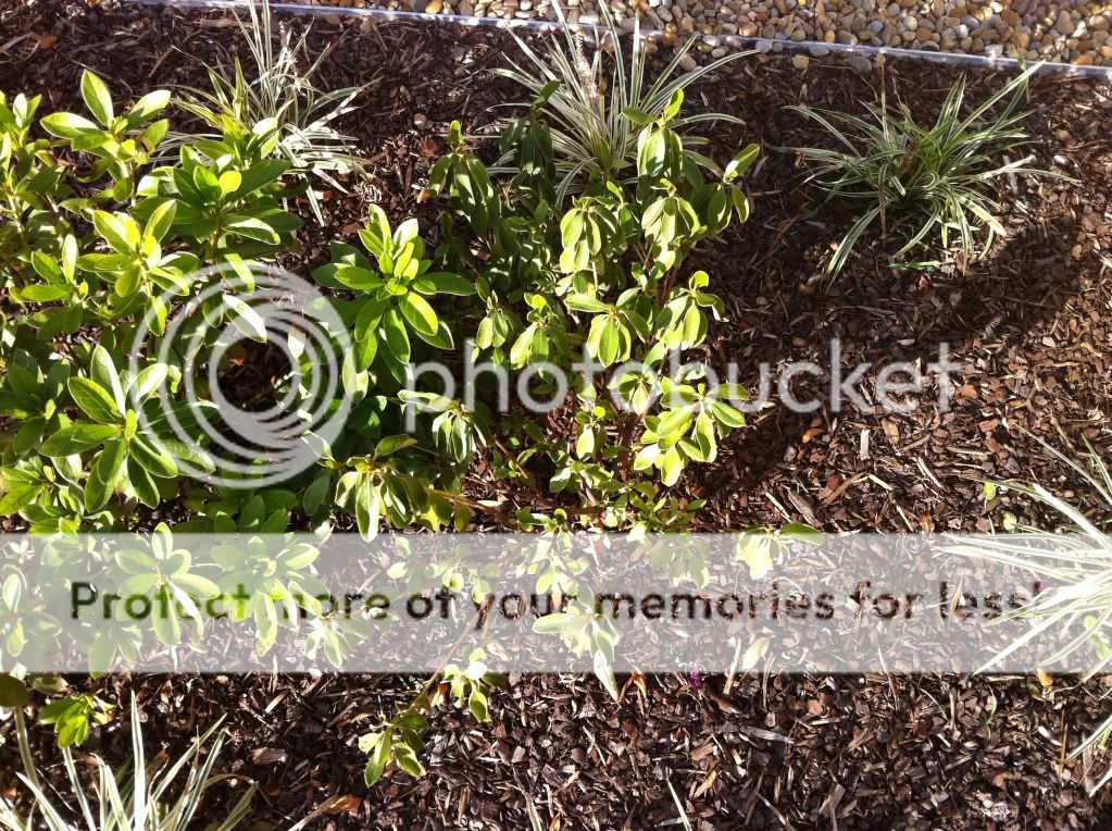 my sick azalea • Home Renovation & Building Forum