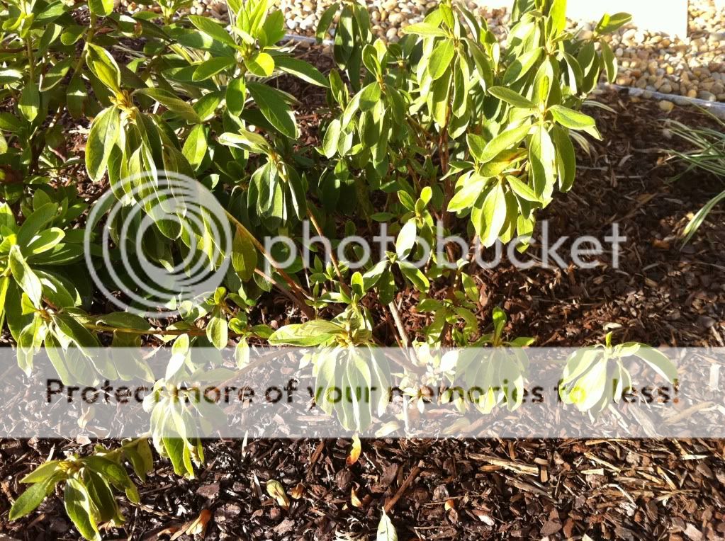 my sick azalea • Home Renovation & Building Forum