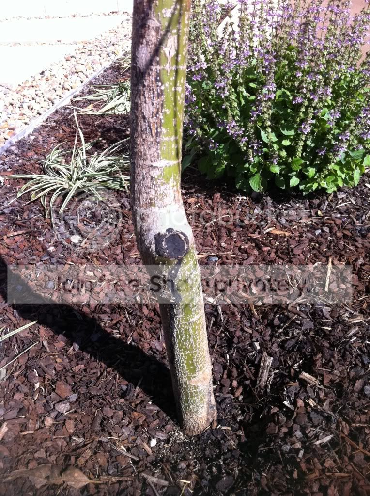 Is my Japanese Maple Sick? • Home Renovation & Building Forum